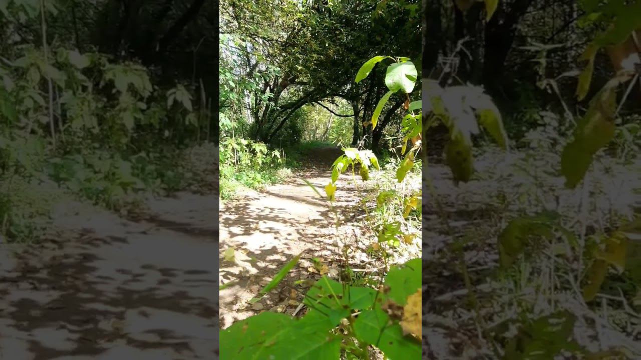 #honda #giorno #af24