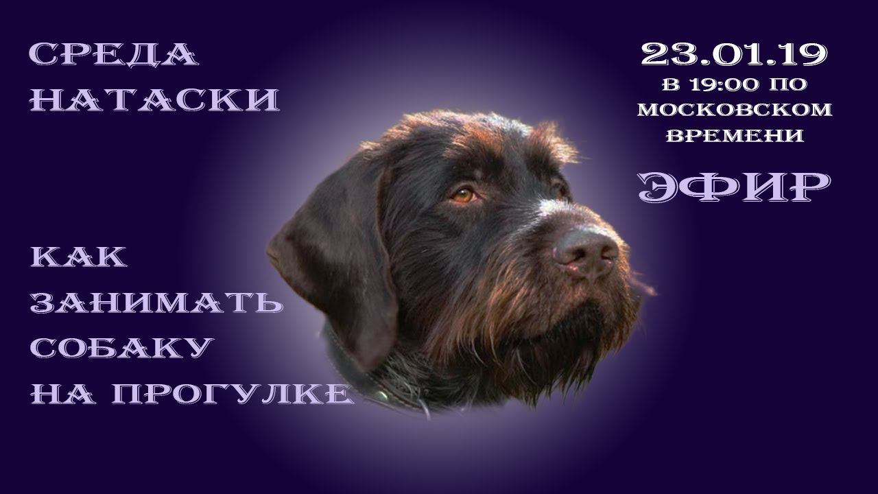 Как заниматься с собакой на прогулке.