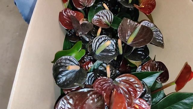 Цветы Вместе - Смотреть до конца?? Приемка растений из Голландии 18.06.2021 (Антуриум, Аглаонема)