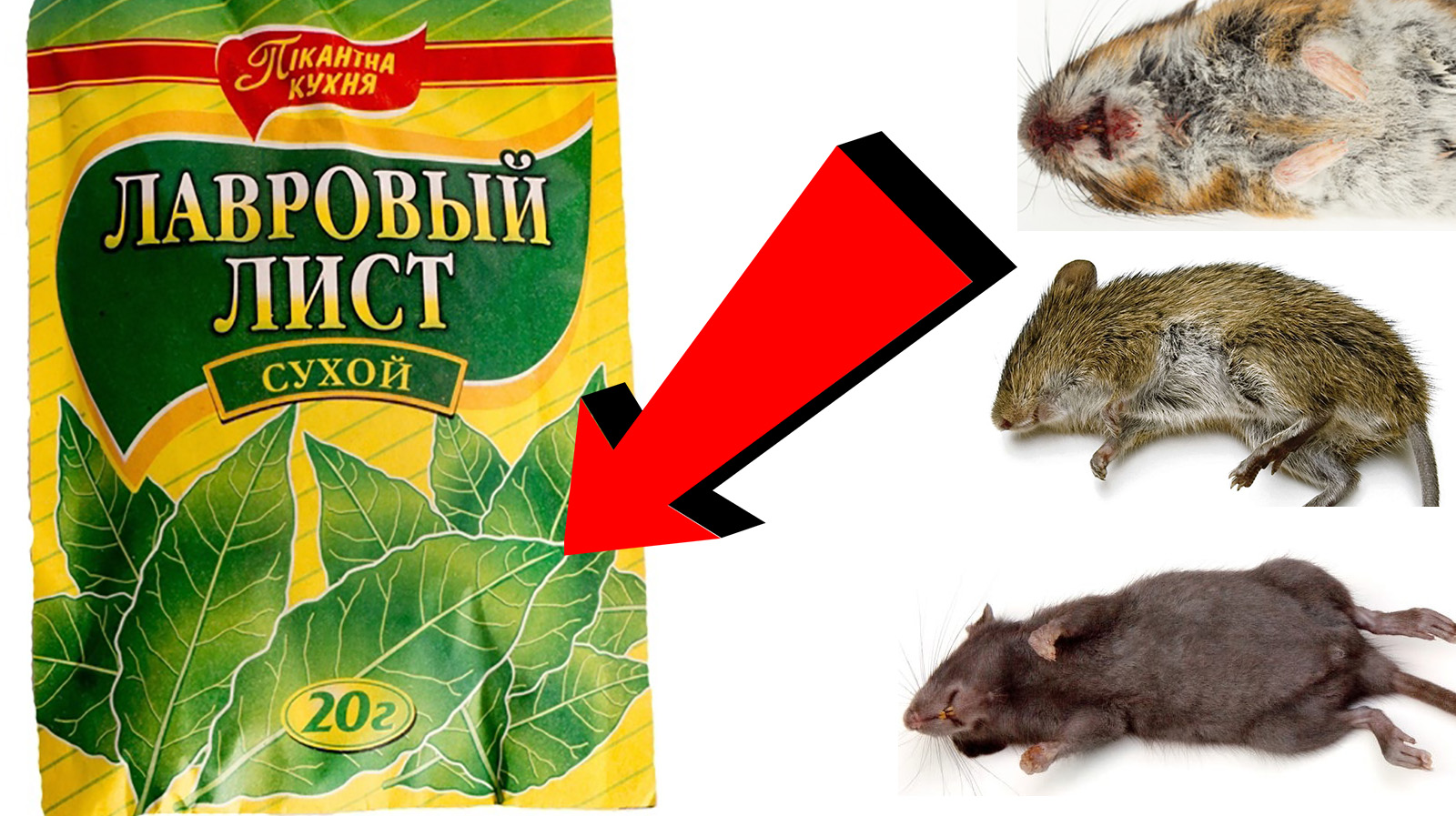 Как Быстренько избавиться от мышей навсегда За 3 Секунды!!!......