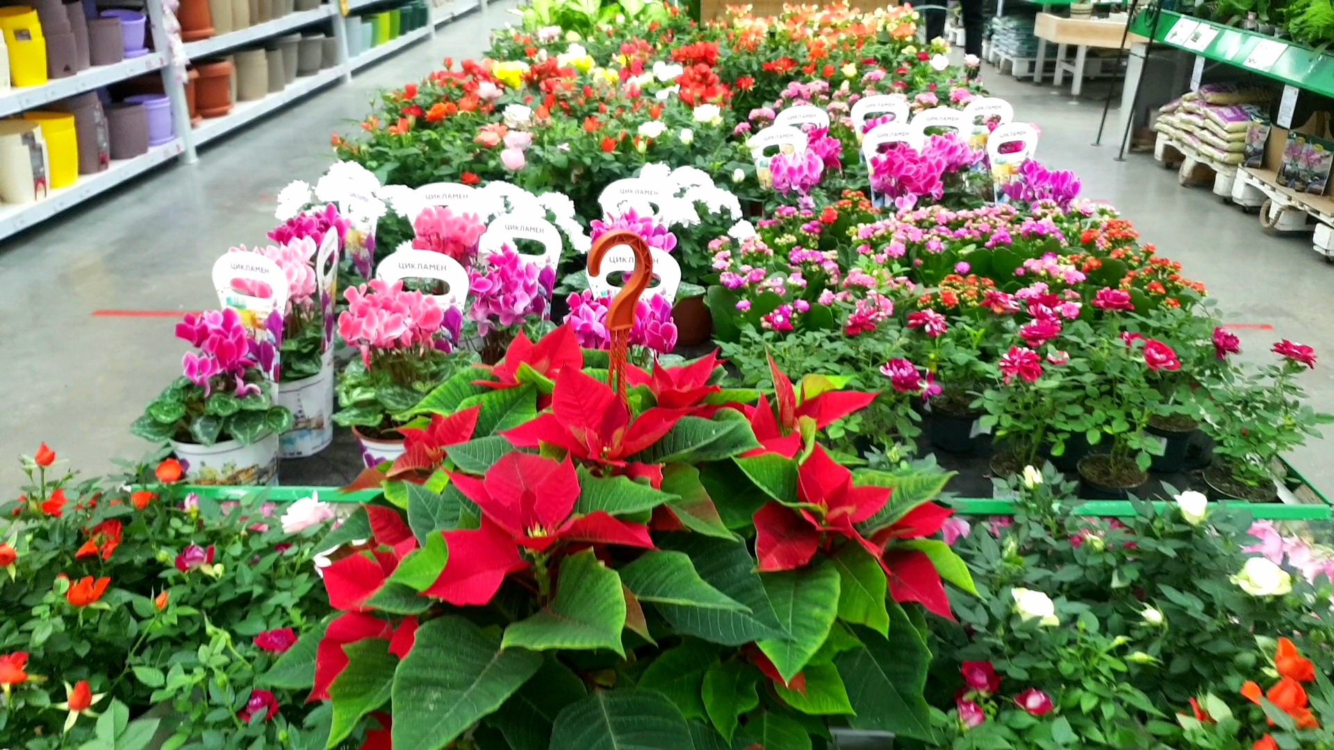 ?⚘Цветы в Бауцентре??(Прогуляемся, посмотрим что есть)??