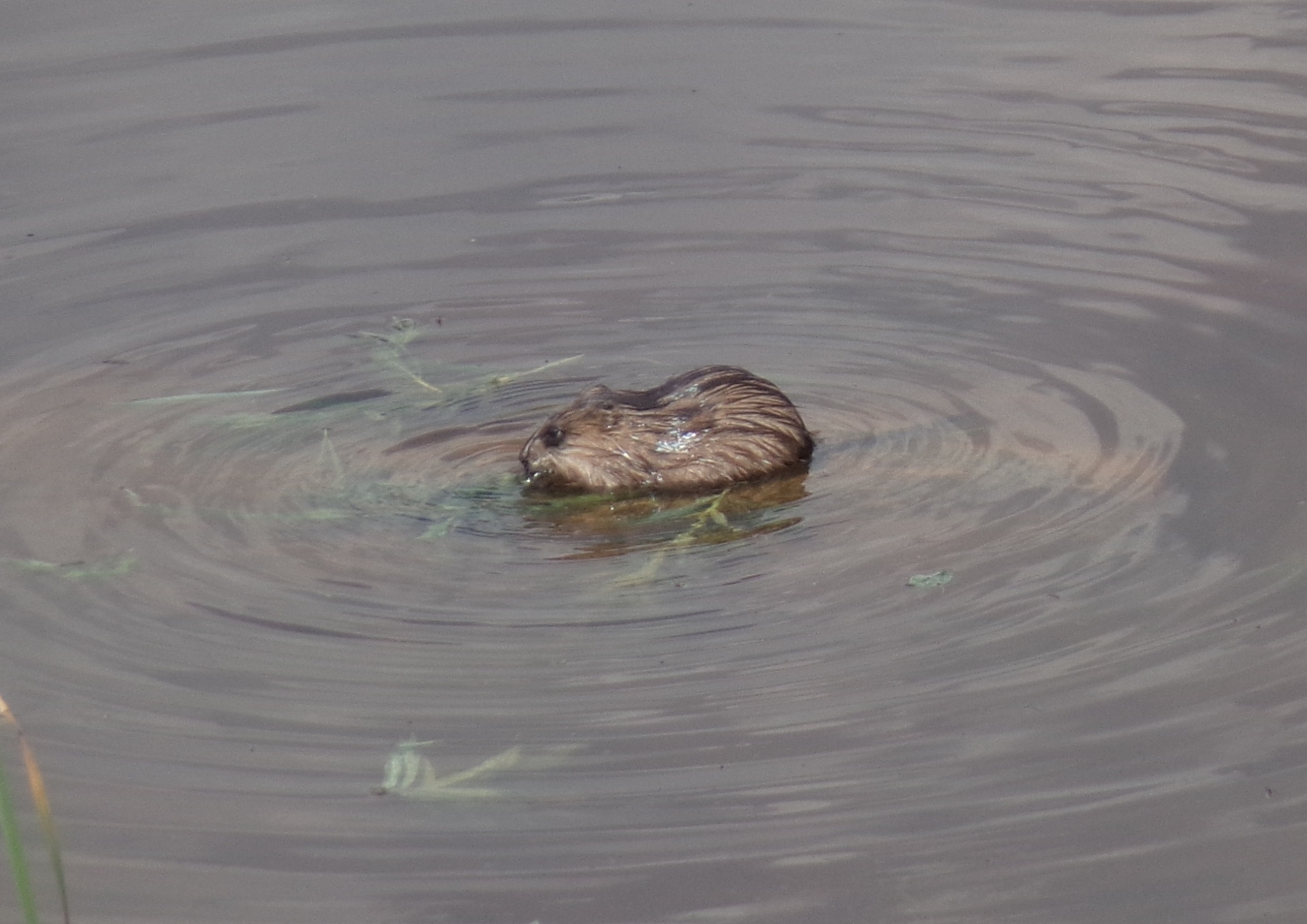 Ондатра замаскировалась