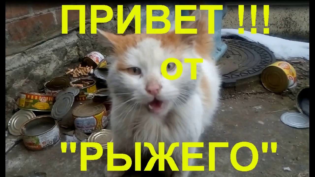 ПРИВЕТ!!! от "РЫЖЕГО" - Или... Как разговаривают коты! HELLO!!! from "RED" - Or ... How cats talk!