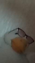 милый котёнок играют