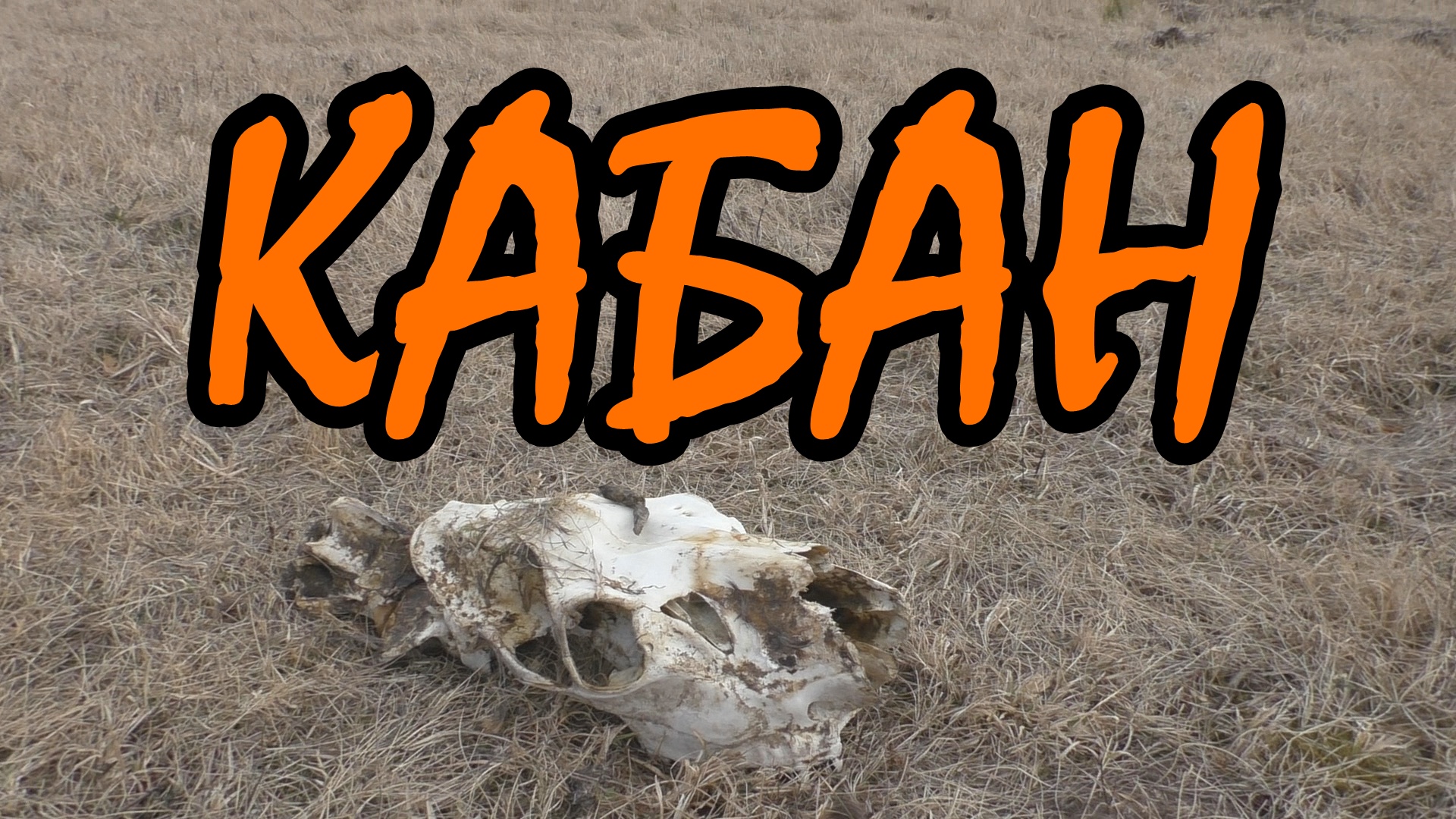 Кабаны, охотники и браконьеры