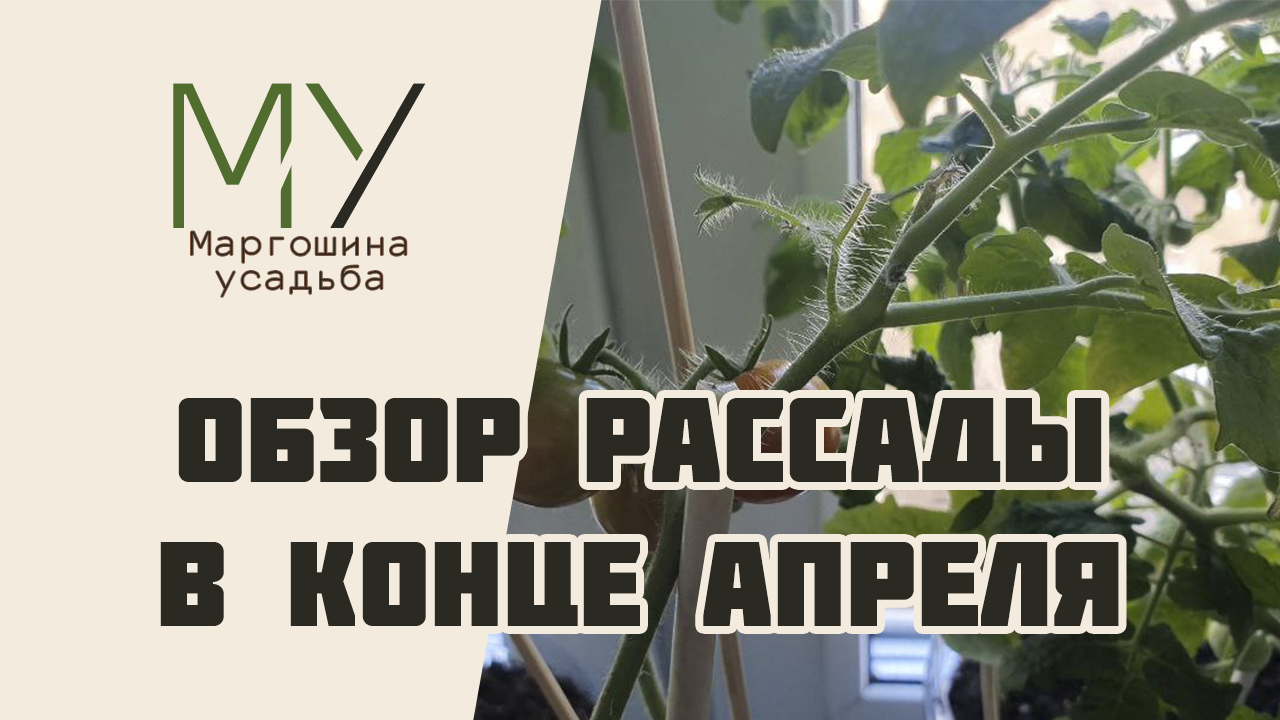 Обзор рассады на конец апреля