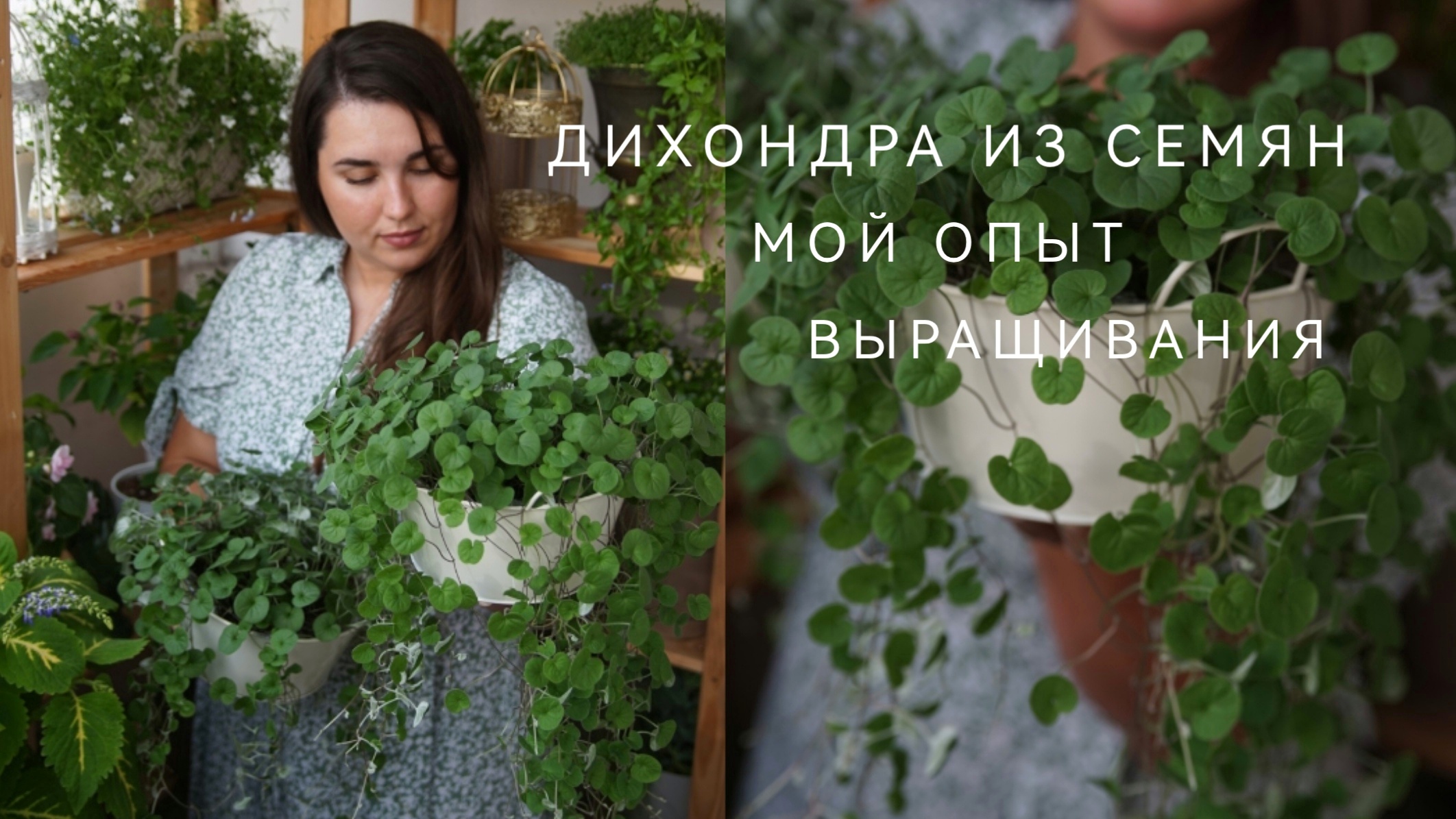 ДИХОНДРА ИЗ СЕМЯН. МОЙ ОПЫТ ВЫРАЩИВАНИЯ.