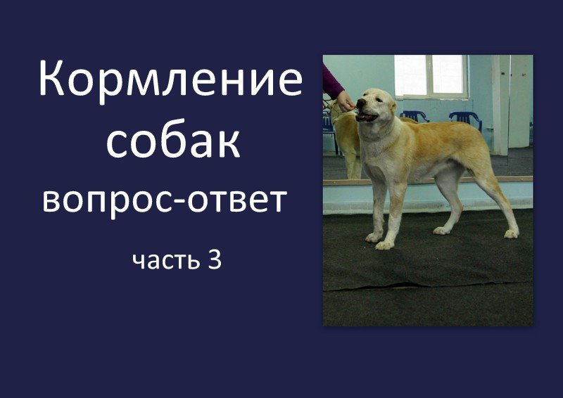 Кормление собак: вопрос-ответ часть 3