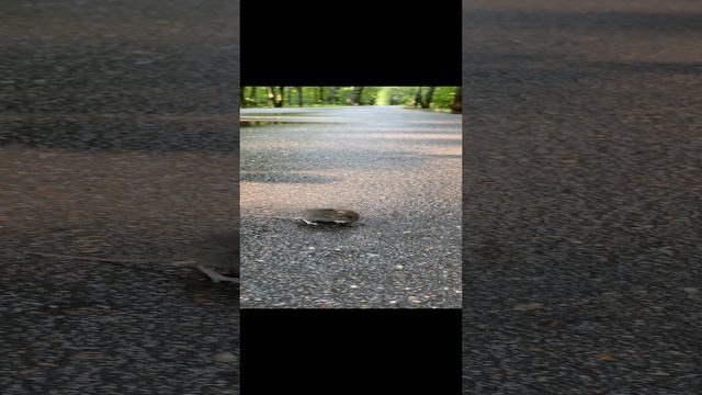 Мышонок на тропе к станции Красногорская