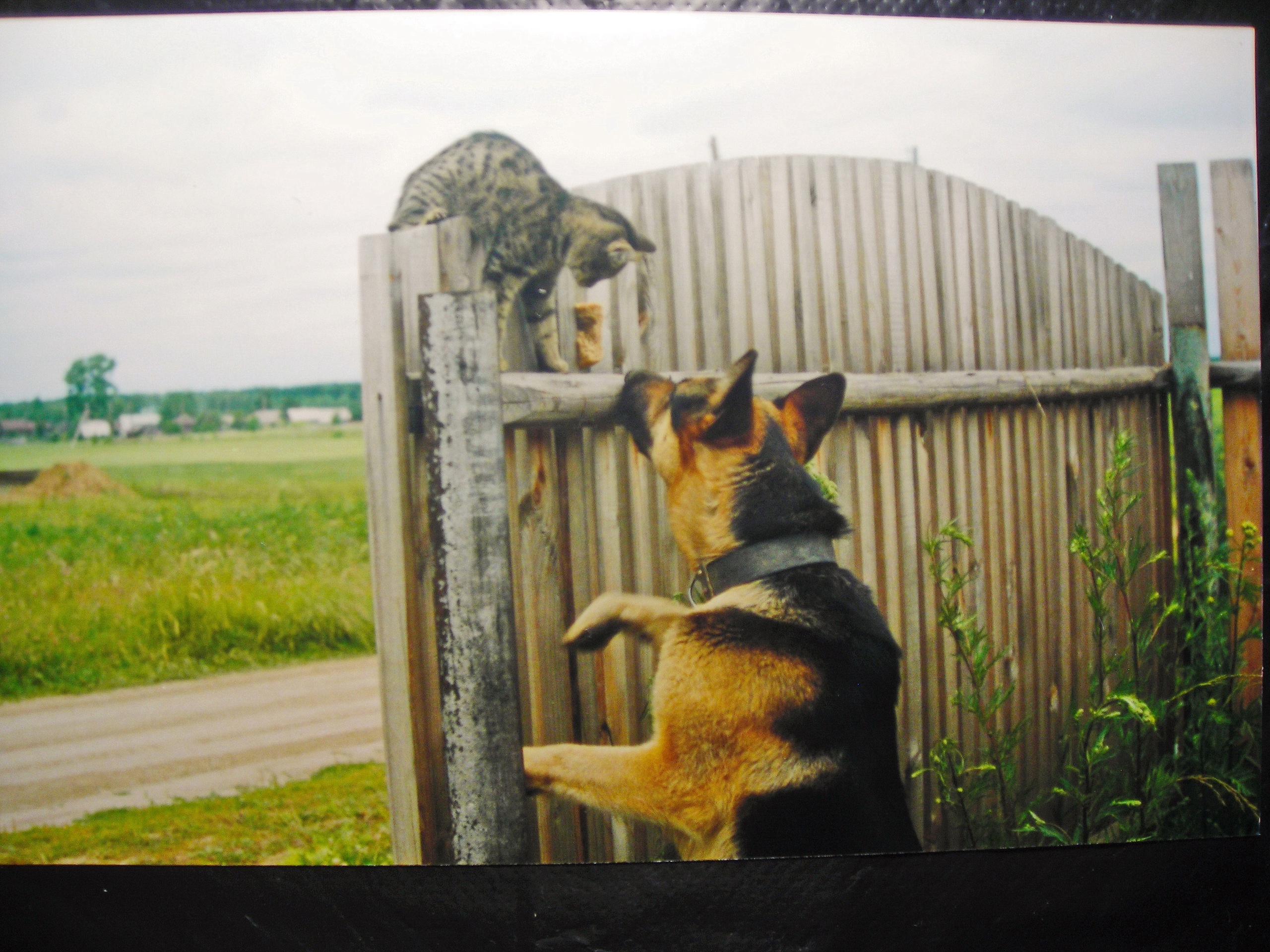"ЦЫГАНОЧКА"... (Фото Вл. Крюкова (Котельнич) - Ансамбль Русских Нар. Инстр-в пу Валерия Петрова)