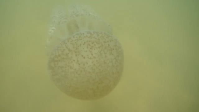 Медузы во Вьетнаме