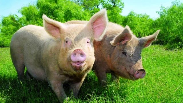 свинка свинкаа