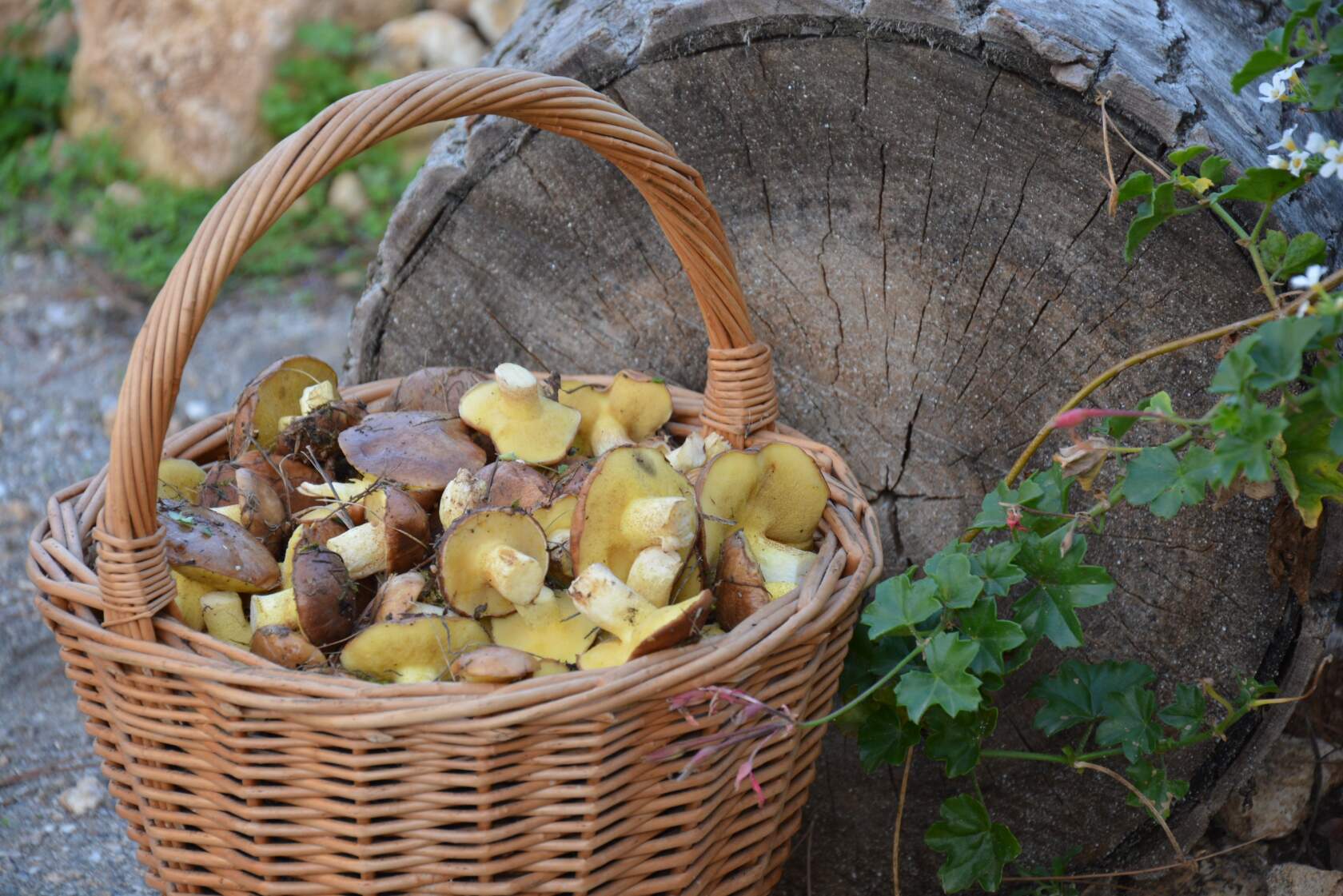 В лес за маслятами