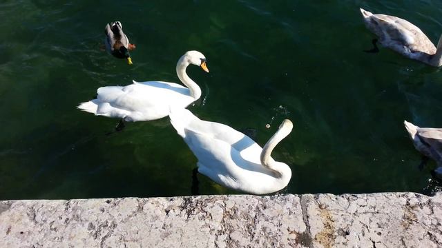 Швейцария кормим птичек на Женевском озере