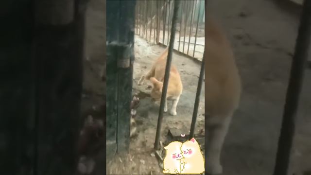 Львёнок и котик кушают?