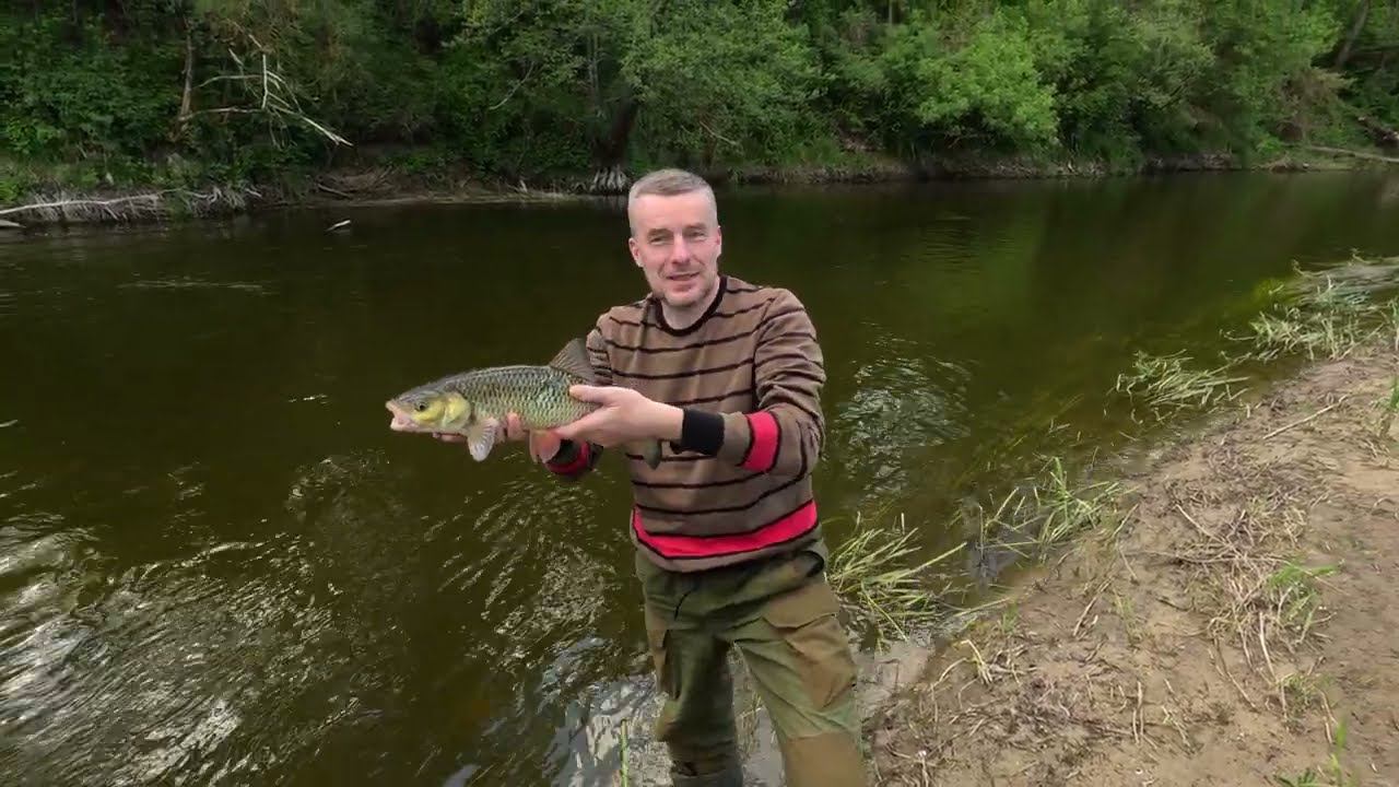 Голавль на Анграпе 2023