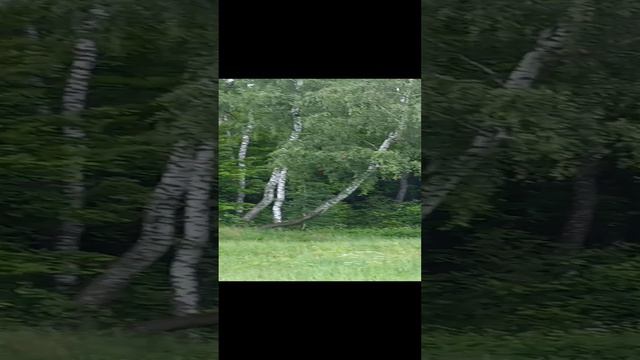 Грибной лесочек и первые грибы.