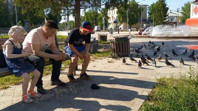 Гусь для Леры и голуби - футболисты