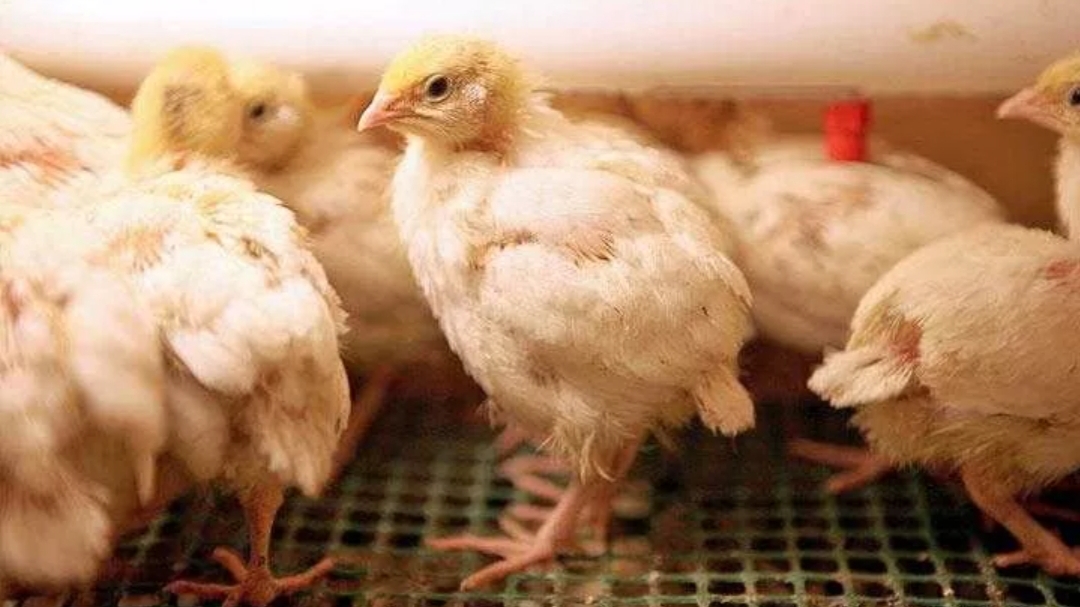 Перепелки подрастают, переселяем в брудер. Выгул для кур и огород. #перепела #хозяйство #сад #огород