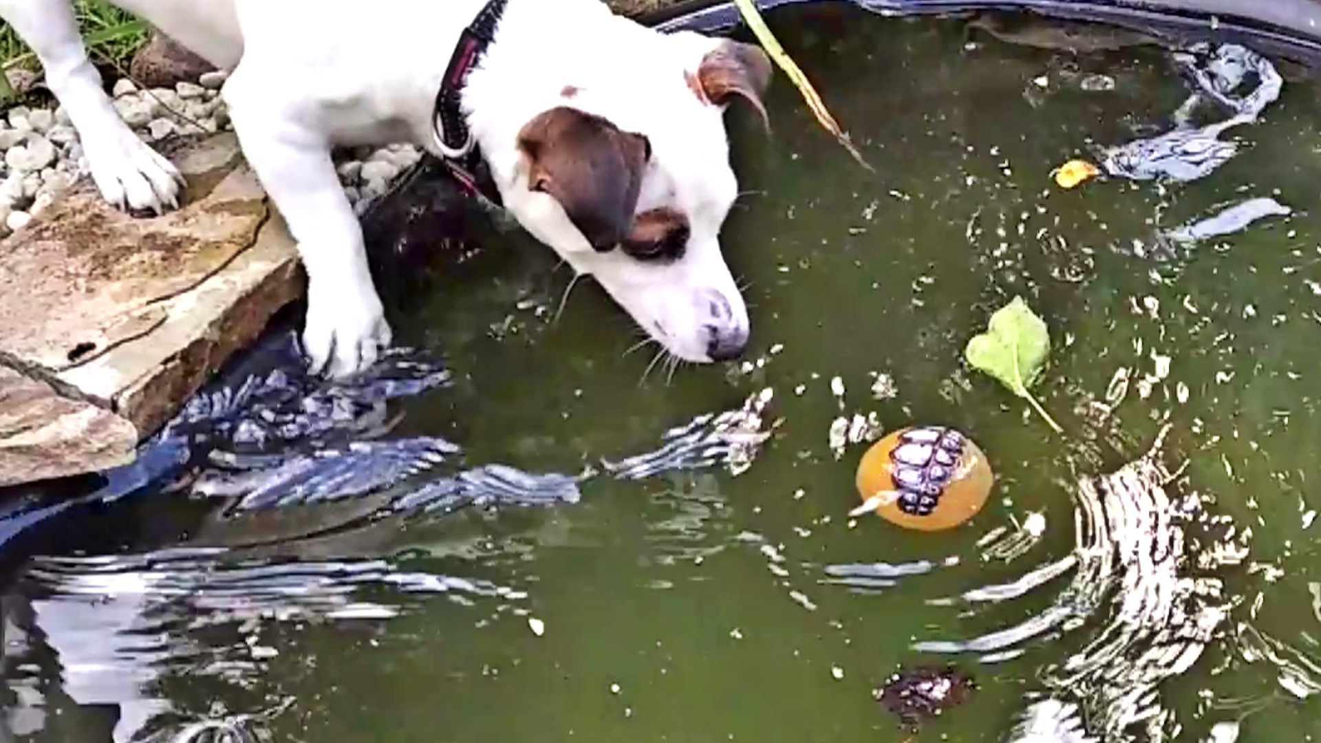 Без труда не вытащишь и мячик из пруда. Неутомимый джек-рассел