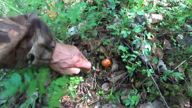 Грибы 2024 г. Первый выход.