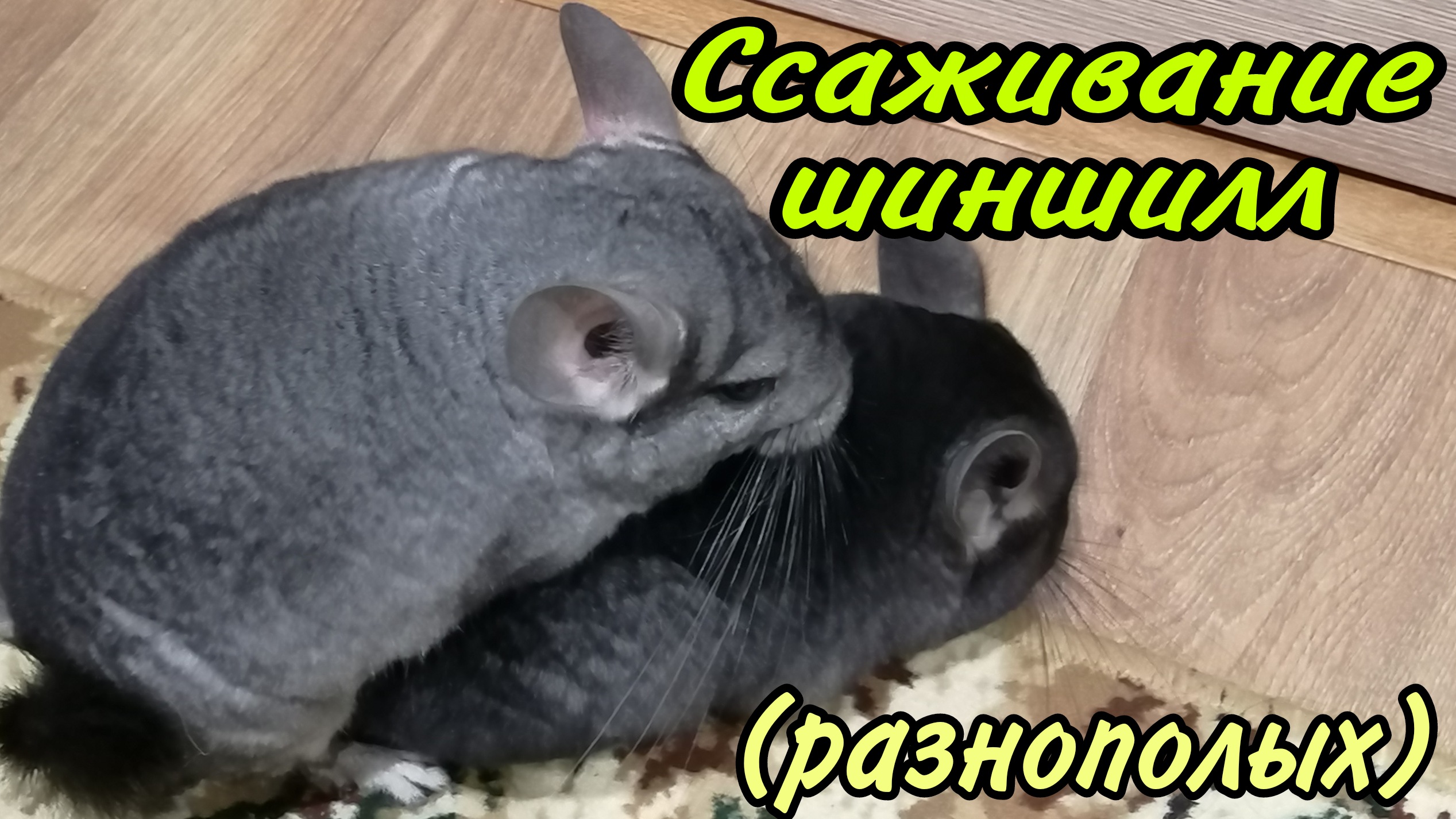 Ссаживание шиншилл на общей территории.