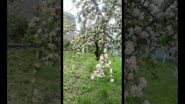 Яблоню привили.