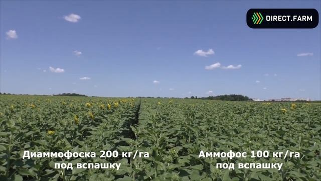 6 видео. Цветение