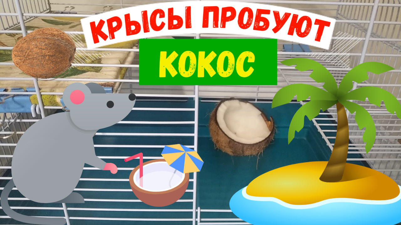 КРЫСЫ ПРОБУЮТ КОКОС