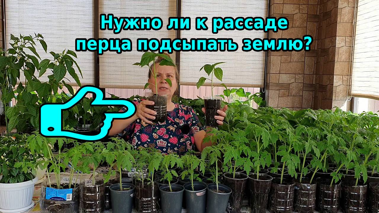 Нади или нет подсыпать землю рассаде перчика?