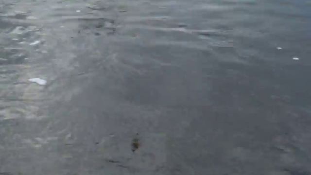 Рыбалка в Тульской обл. р.Сежка.mp4