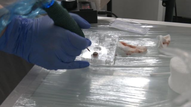 Стать самозанятым легко. Александра Шлотгауэр