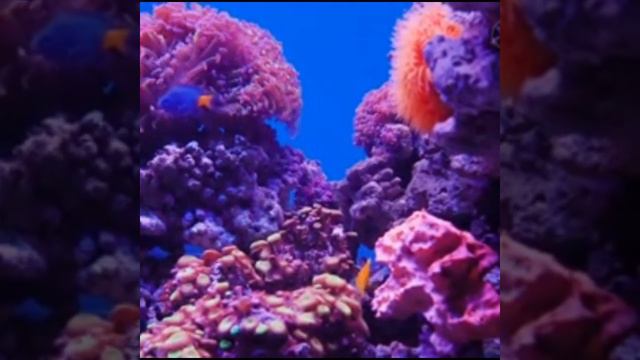 вальс Амурские волны.  Старинный очень красивый вальс. Композитор Макс Авельевич Кюсс. 1874-1942