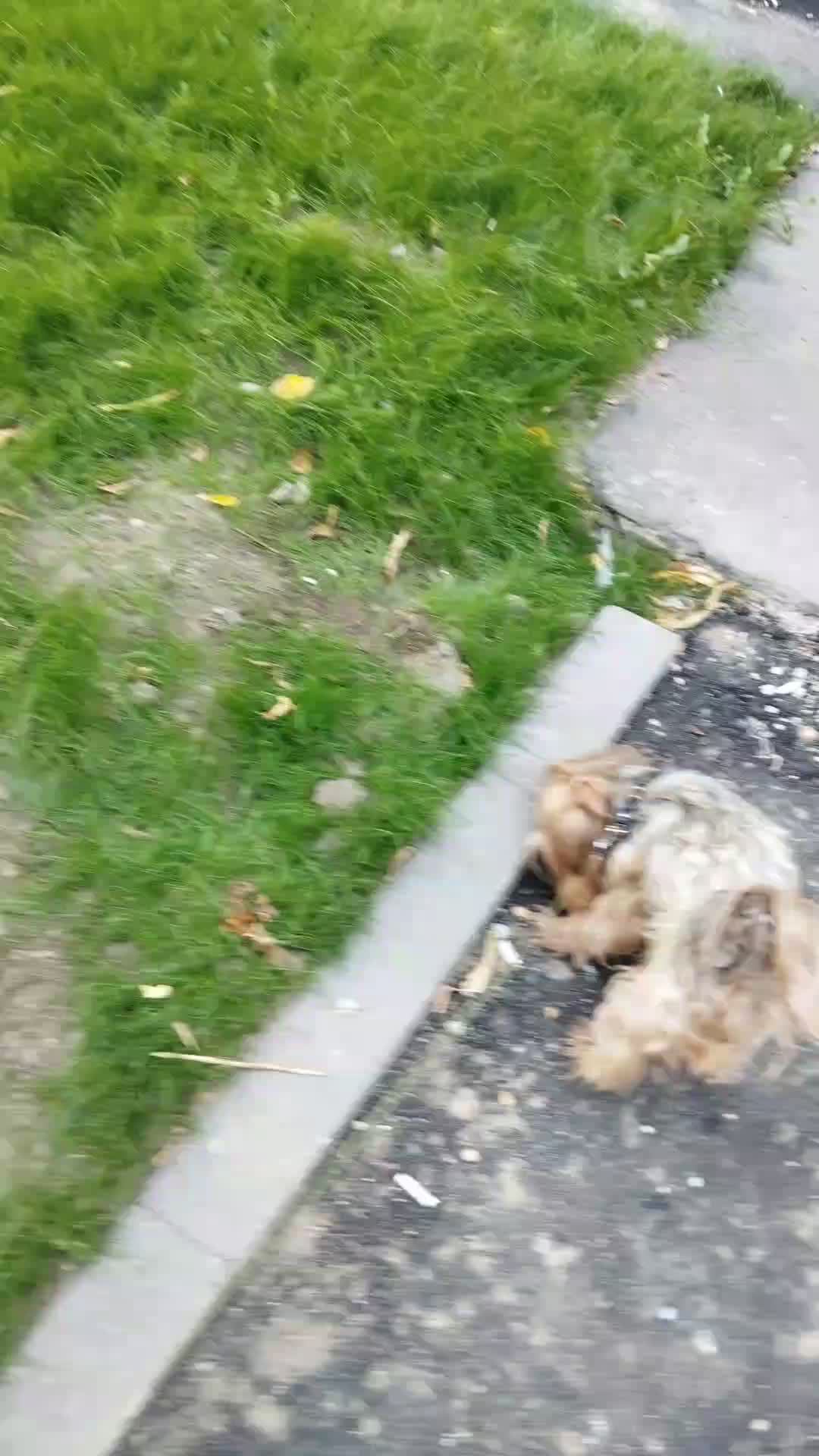 Прогулки с собаками, 29-авг-2024, 2