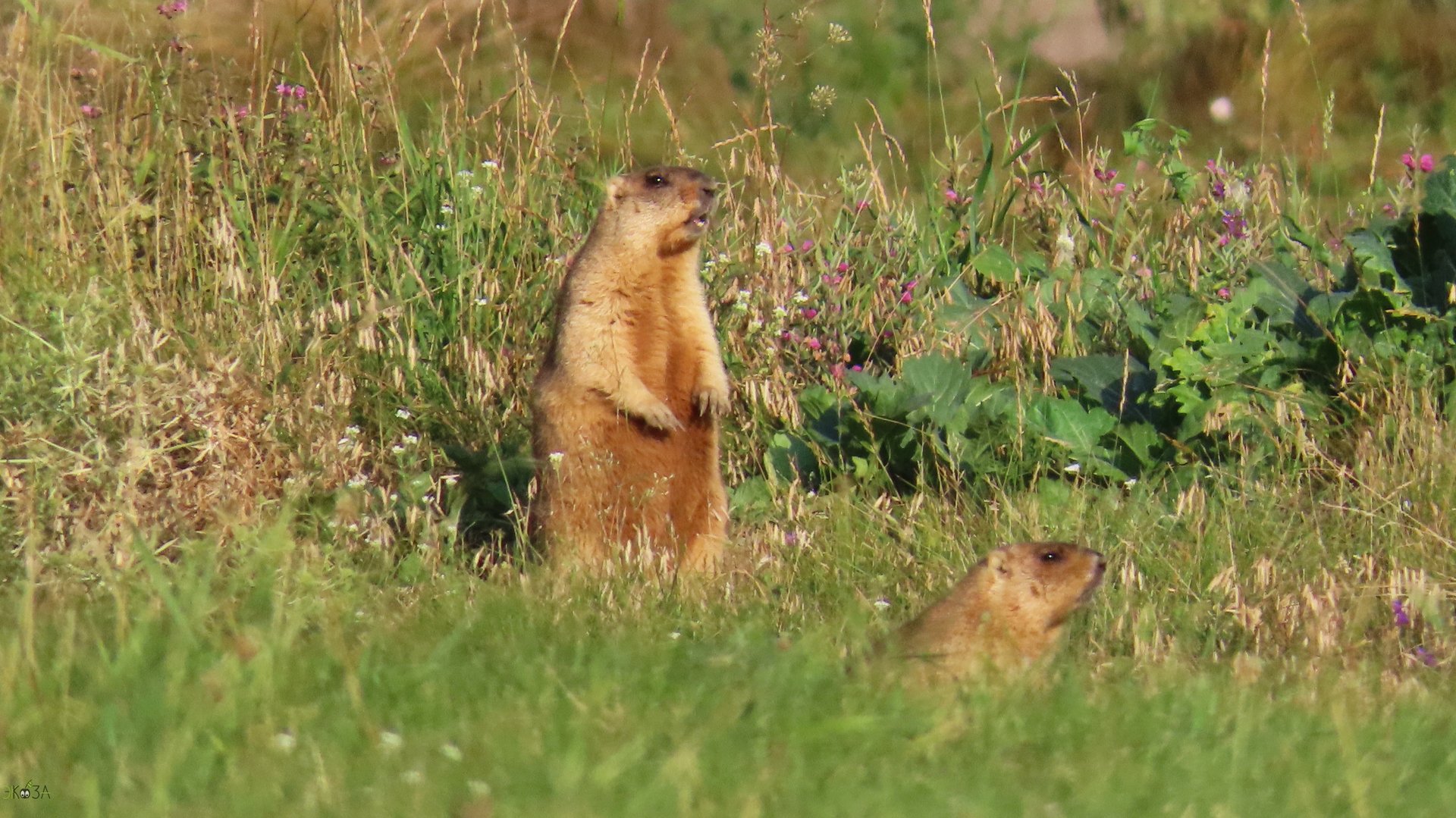 Степь с мая по август. Часть 2. Сурки и сурчата в пойме реки. Цветы. Канюк, щурки, цапли