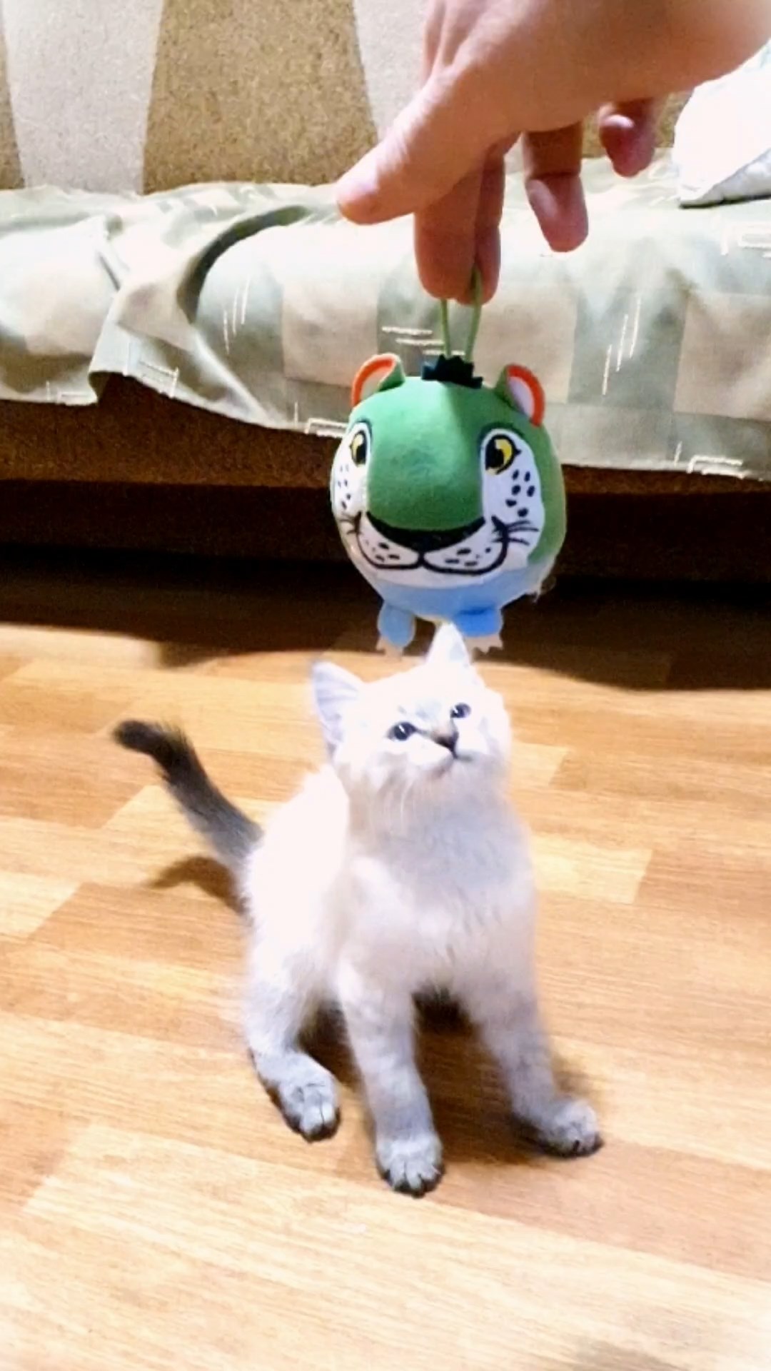 Мяу! Кошки - радость для души.
#shorts #кокос #котики