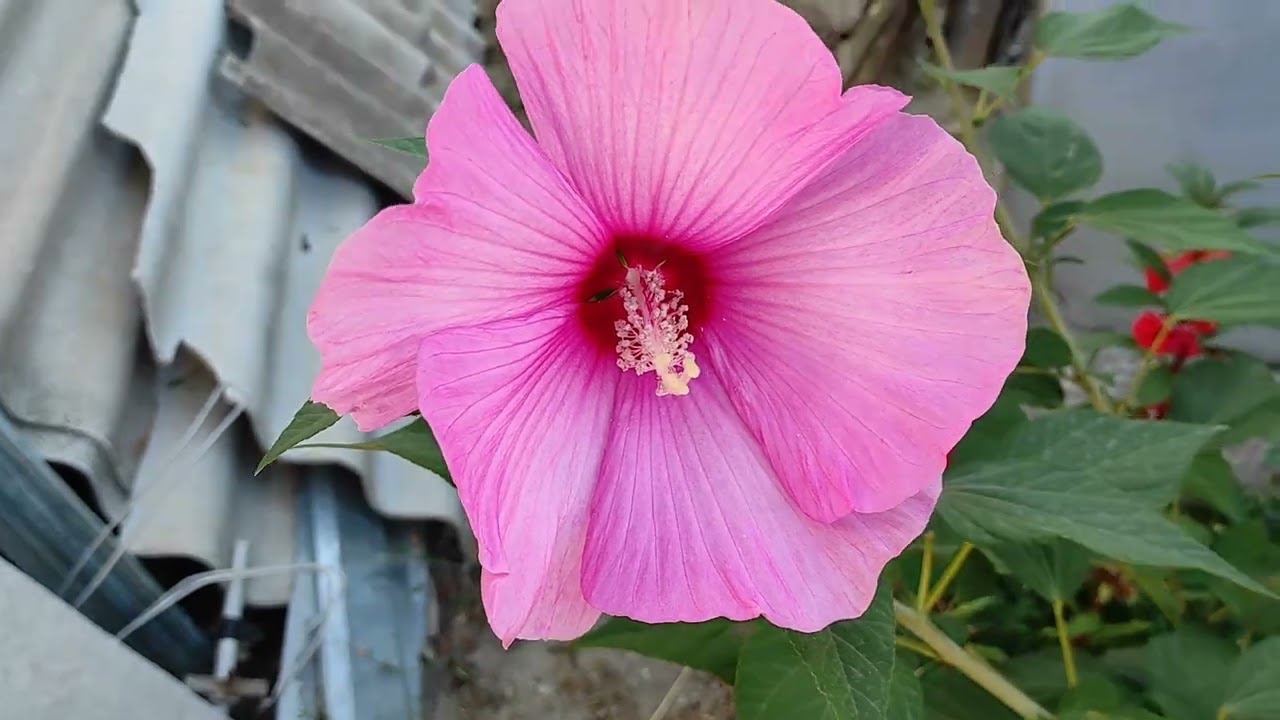 Супер кактус Стапелия Stspelia зацвел