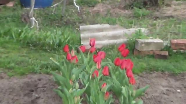 Посадка саженцев. Начало ремонта домика. Наша дача в начале мая.