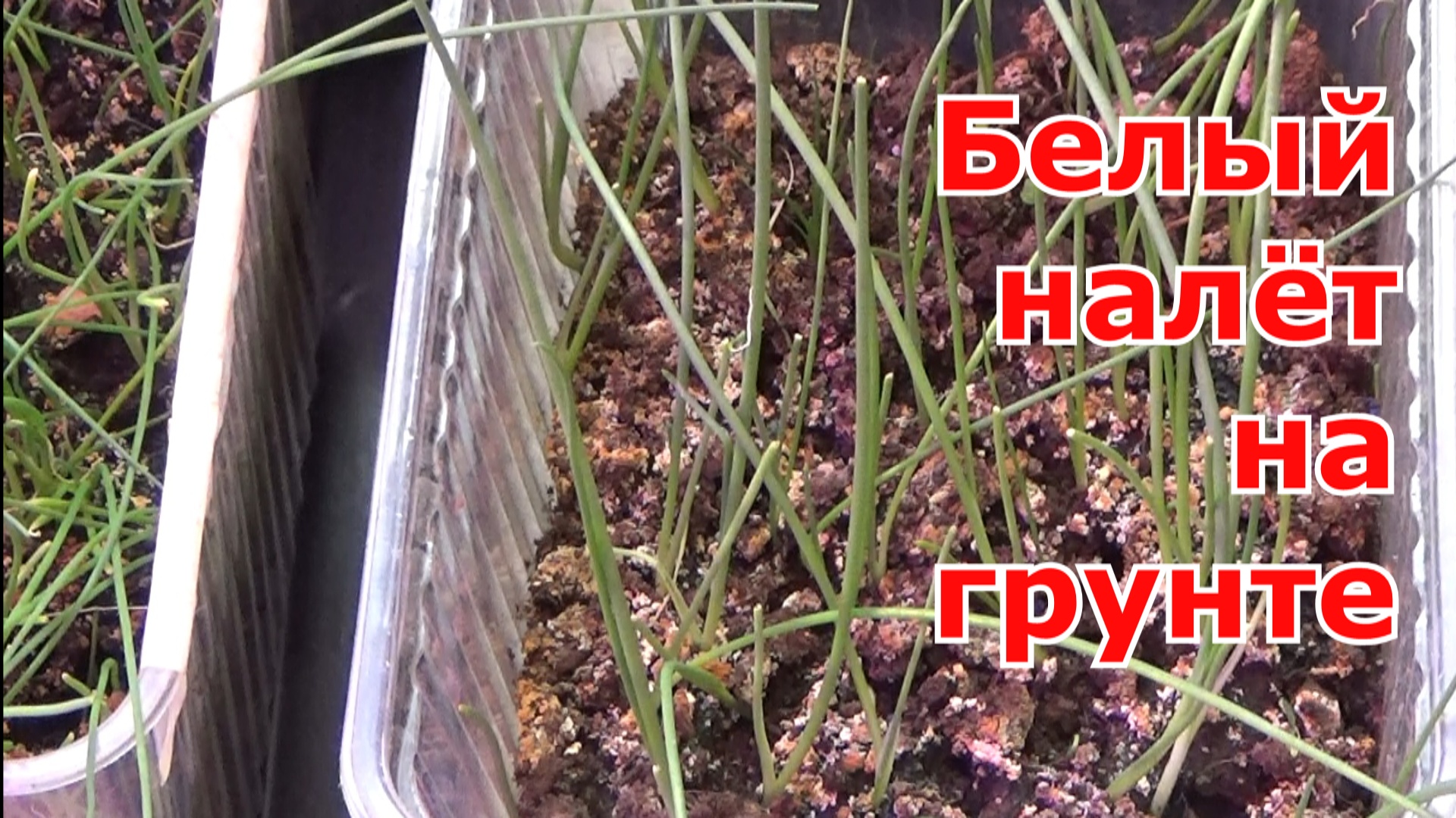 Белый налет на почве с рассадой. Как отличить высолы на почве от плесени. Причины и как бороться.