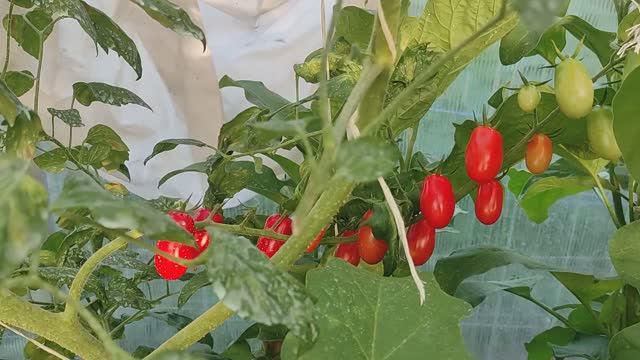 Ваше благородие. Помидоры черри в теплице. Красивый и урожайный томат.