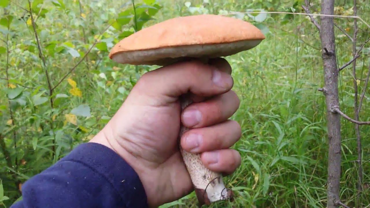 Грибы. Криминальный лес. 24.07.2015. Тихая охота. Грибалка 2015. Архив.