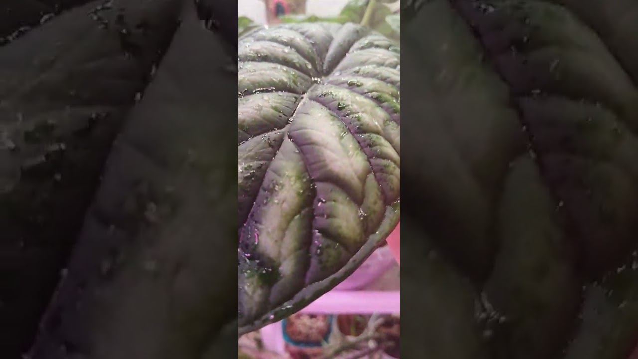 Алоказия Шкура Дракона