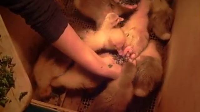 Гусята и одуванчик.