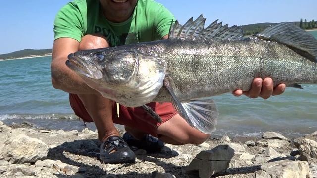 Судак.Ловля трофейного судака летом.
