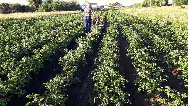 Третье окучивание картофеля по высокой ботве мотоблоком дисковым окучником 2022г