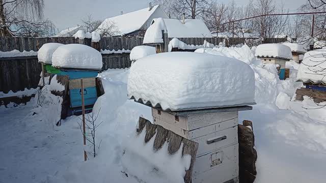 Состояние пасеки на 11.02.2024 года