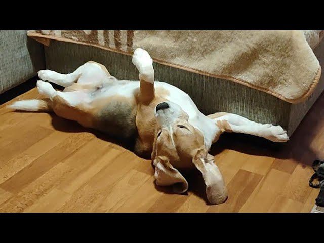 Спун-храпун Буля и Фокс шило*оп. Собакина сиеста в жаркий полдень | Как охладить пушистика