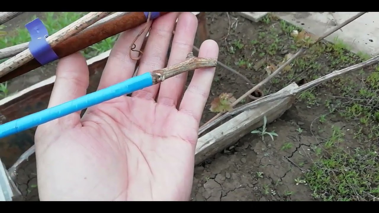 Состояние прививок винограда на 9 мая Аватар, Хеллоуин, Щелкунчик, Алиса в стран