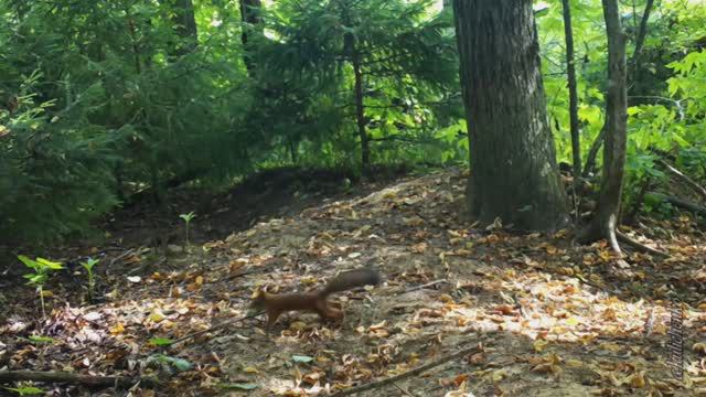 БЕЛКА И ЛЕСНЫЕ ОРЕХИ