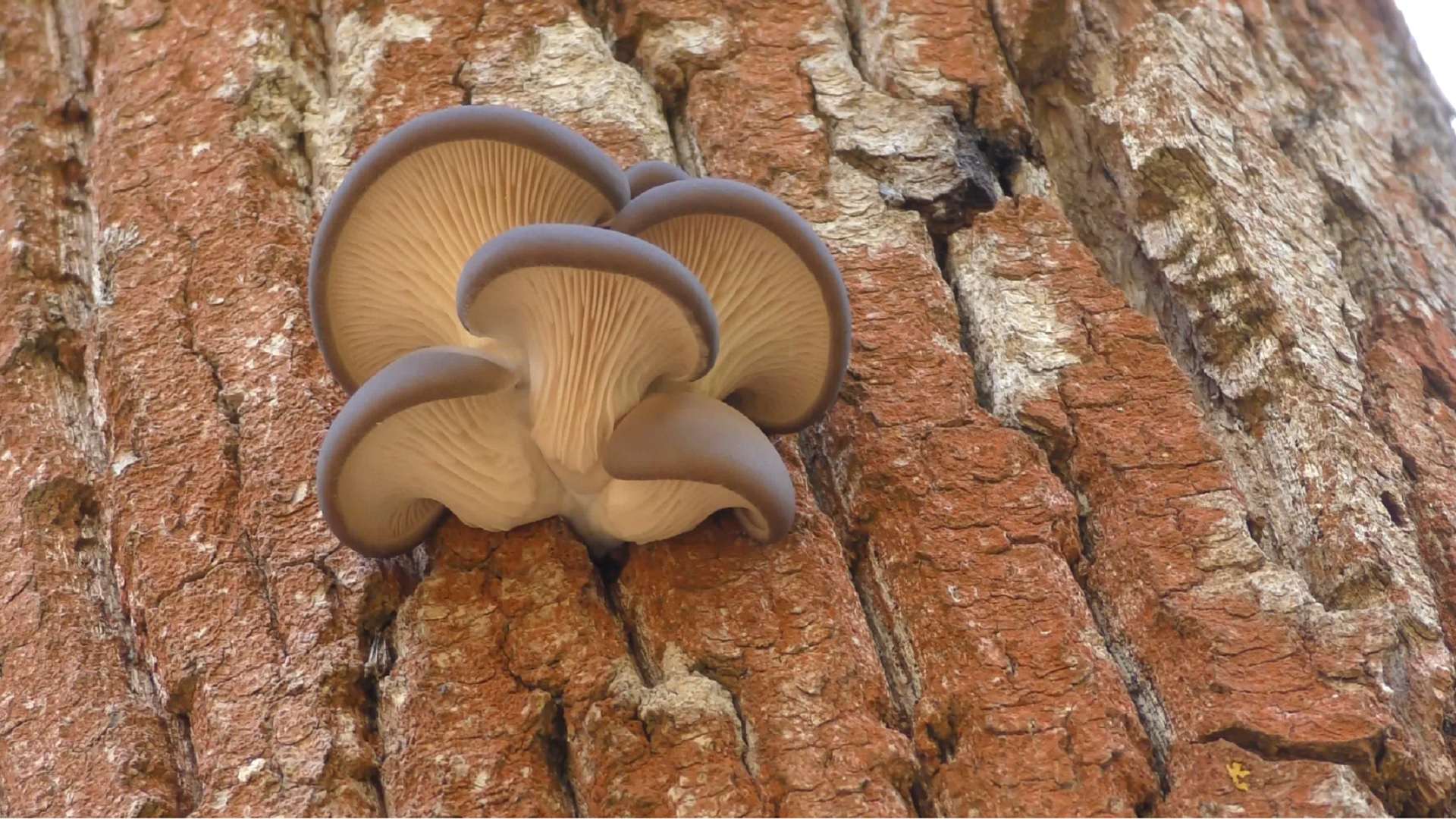 Вешенки в осеннем лесу